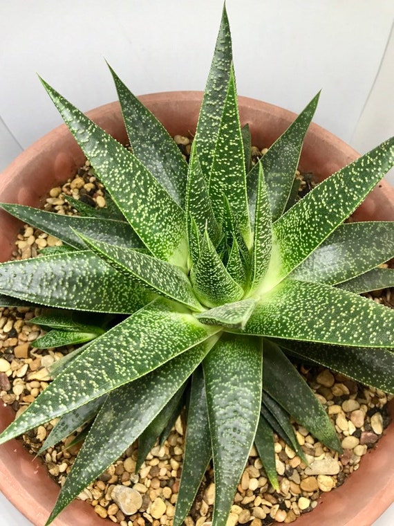 Gasteria Flow Spiky Aloe - Etsy
