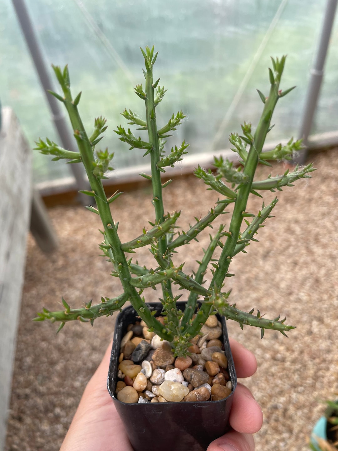 Christmas Cholla - Cylindropuntia Leptocaulis - Etsy