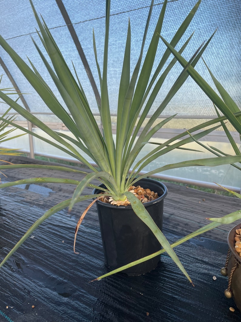 Adams Needle Yucca Filamentosa - Etsy