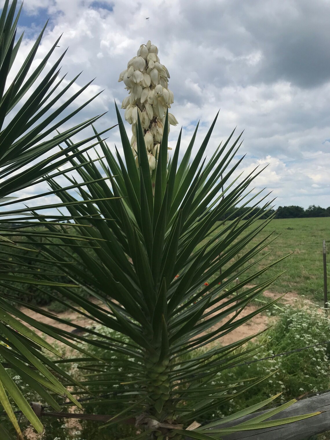 Spanish Dagger Yucca Aloifolia - Etsy