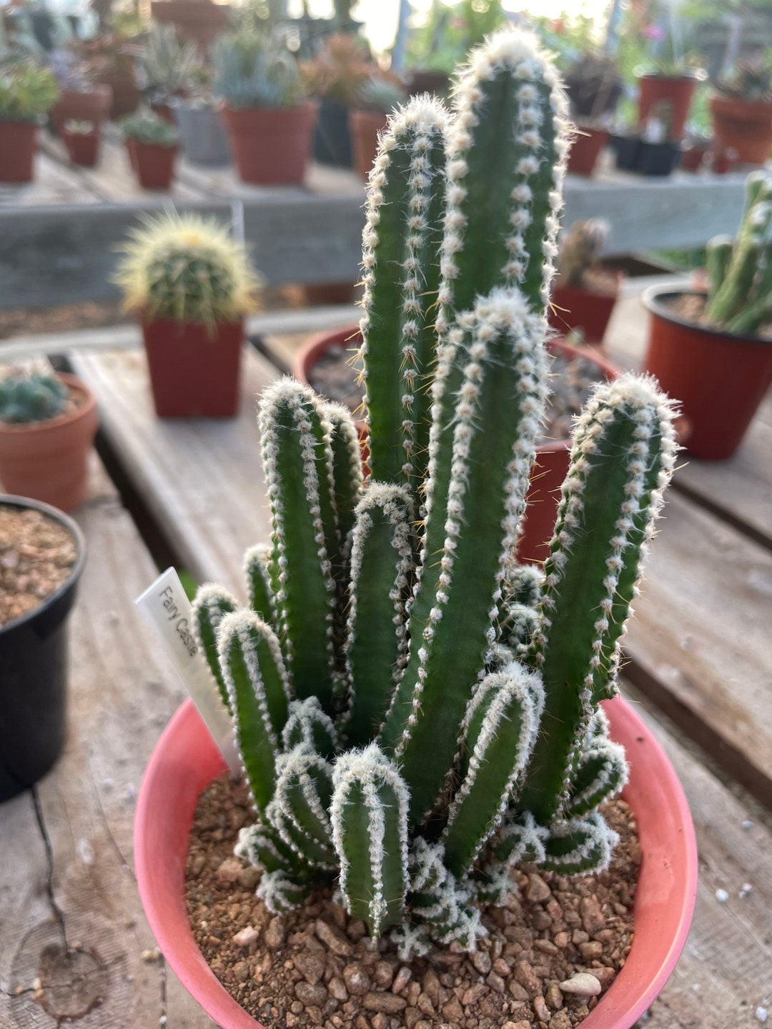 Fairy Castle Cactus - Acanthocereus Tetragonus - Etsy