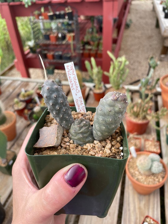 Pine Cone Cactus Tephrocactus Articulatus - Etsy