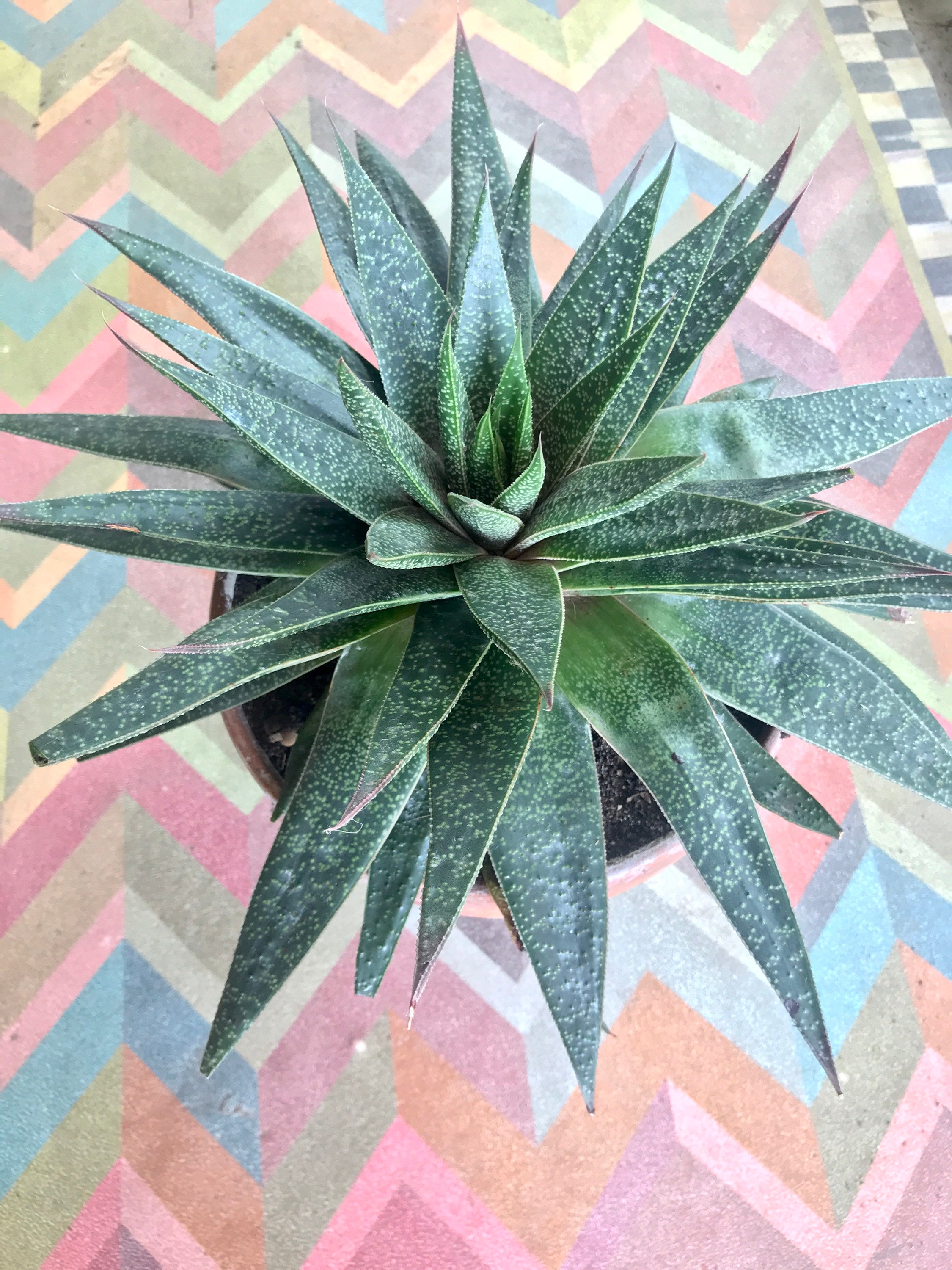 Gasteria Flow Spiky Aloe | Etsy