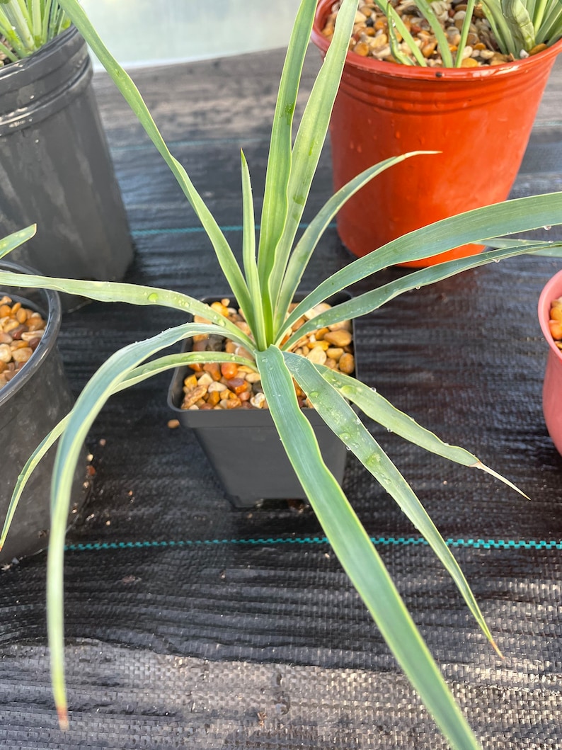 Adams Needle Yucca Filamentosa - Etsy