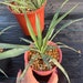 Adams Needle - Yucca Filamentosa - Etsy