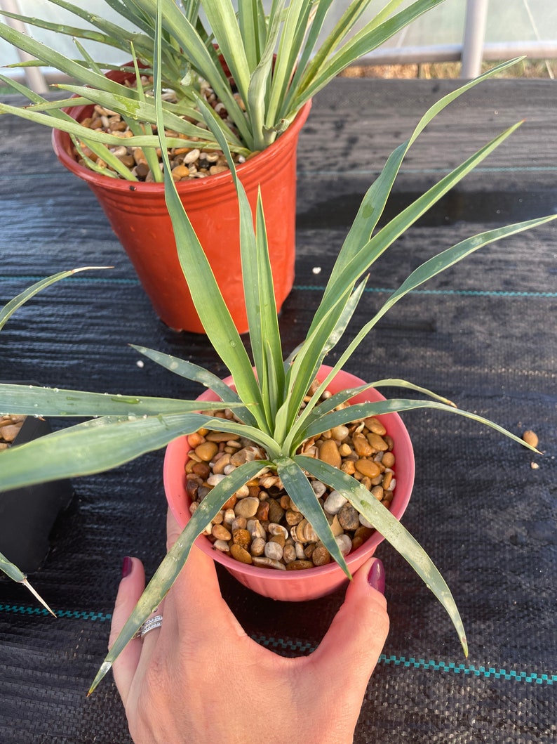 Adams Needle - Yucca Filamentosa - Etsy