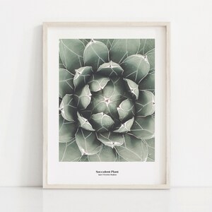 Succulent Poster Succulent Print Succulent Wall Art - Etsy
