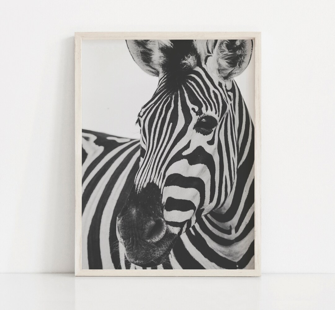 Zebra Print, Zebra Wall Art, Zebra Poster, Zebra Pictures, Animals ...