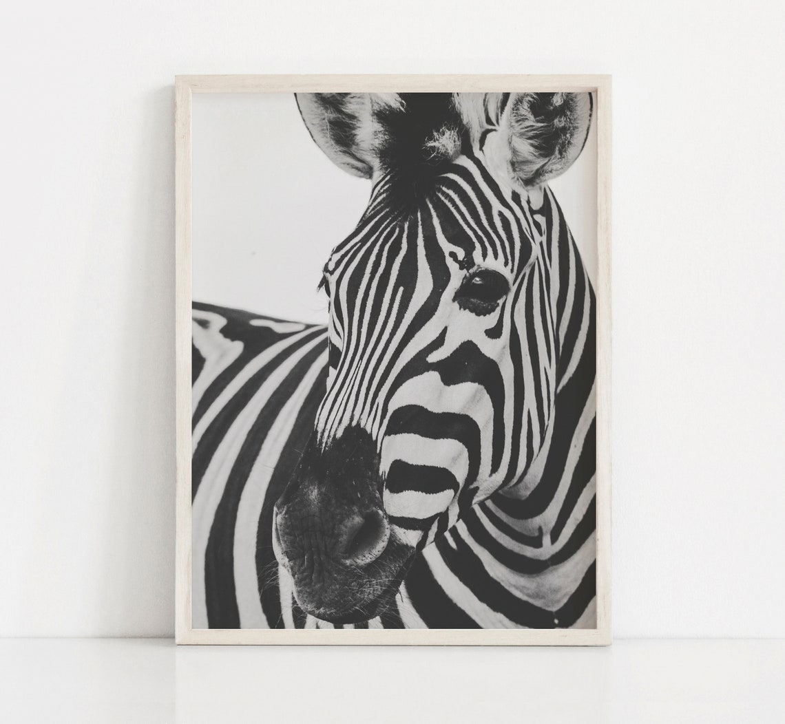 Zebra Print Zebra Wall Art Zebra Poster Zebra Pictures - Etsy