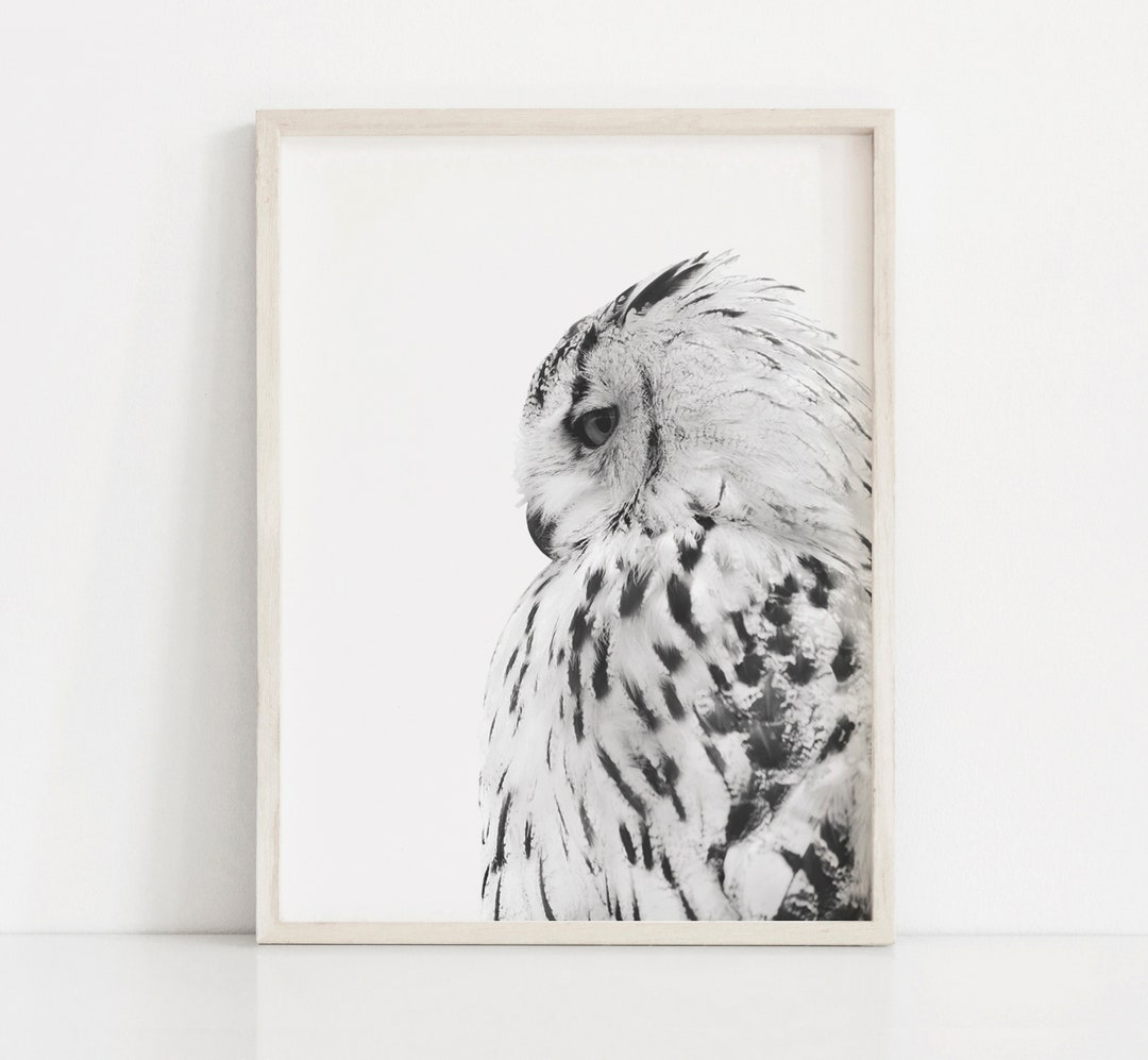 Owl Print, Owl Wall Art, Owl Poster, Animals Pictures, Animals Poster ...