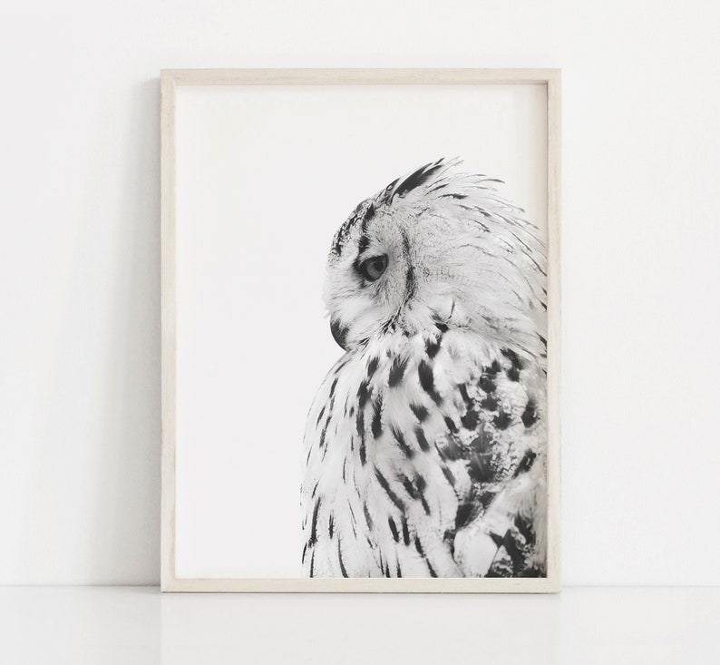 Owl Print Owl Wall Art Owl Poster Animals Pictures Animals - Etsy