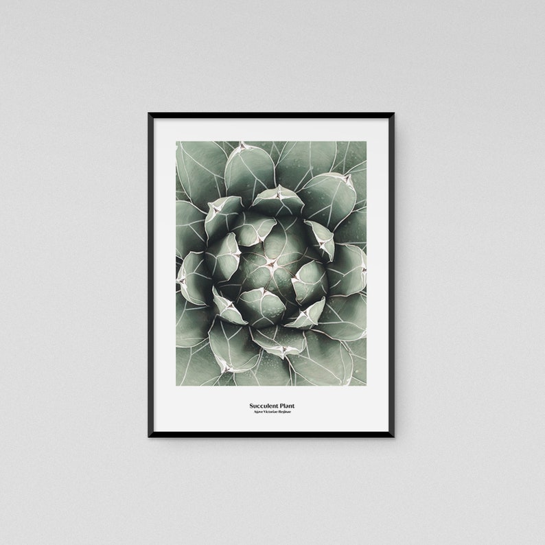 Succulent Poster Succulent Print Succulent Wall Art | Etsy
