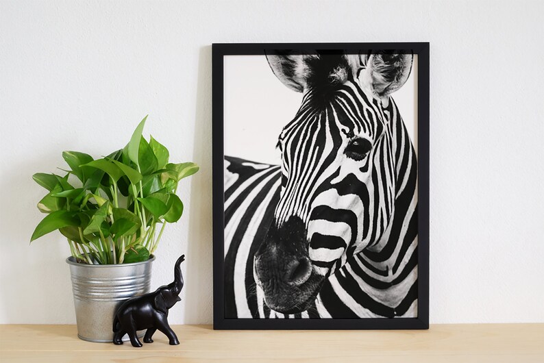 Zebra Print Zebra Wall Art Zebra Poster Zebra Pictures | Etsy