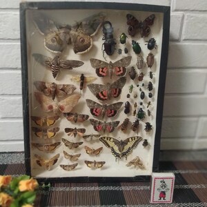 55 Assorted Insect Specimens/butterflies, Moths, Bugs and Beetles ...
