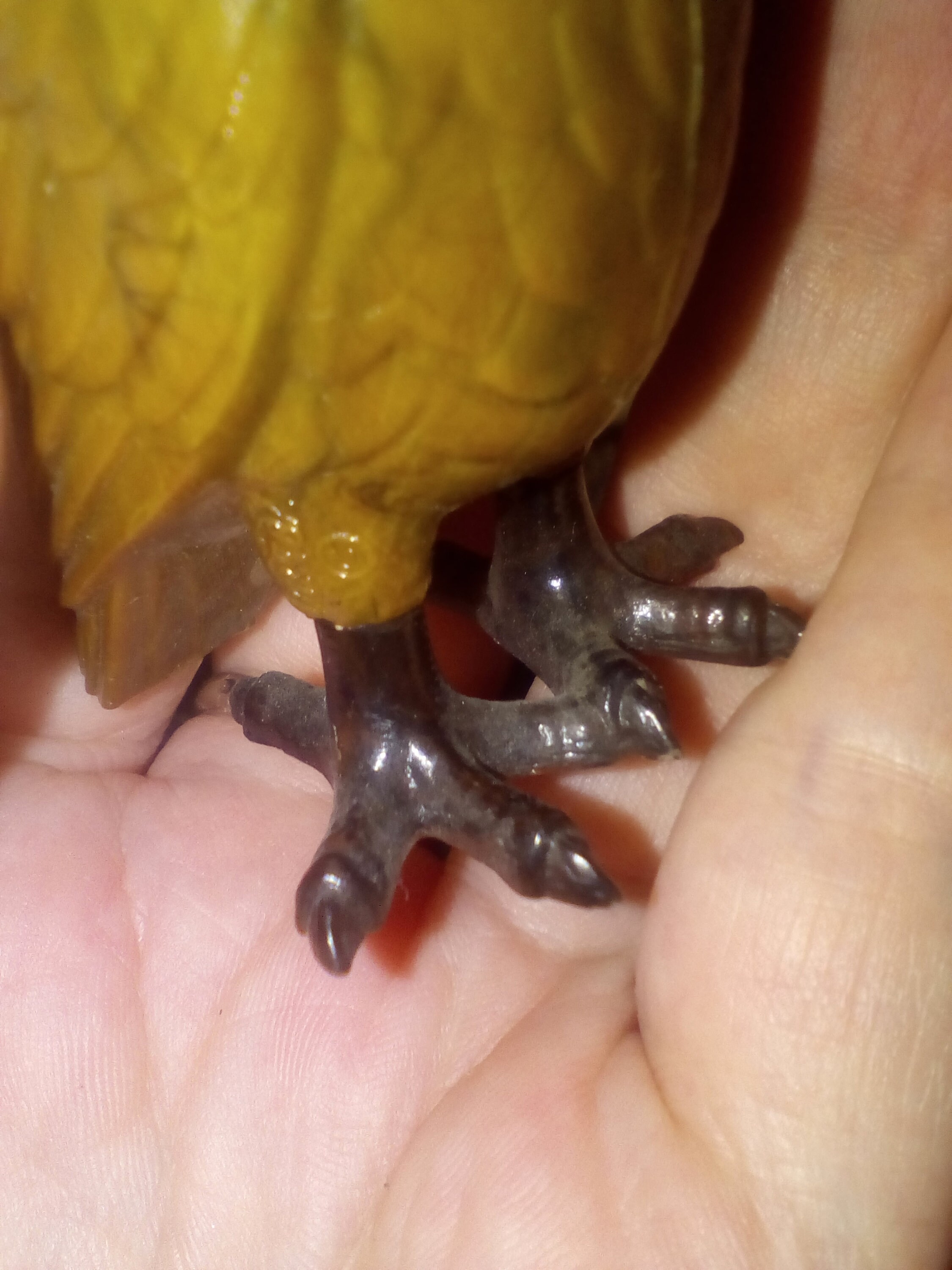 Vintage Owl Nodder/Bobble Head Owl Toy/Breba/West | Etsy