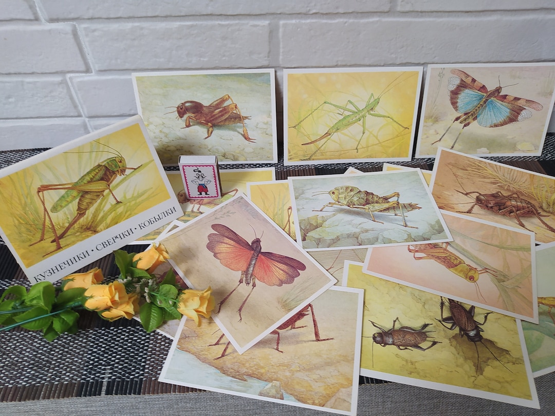 Insect Postcards Set/grasshoppers and Crickets Illustrations/insect Art ...
