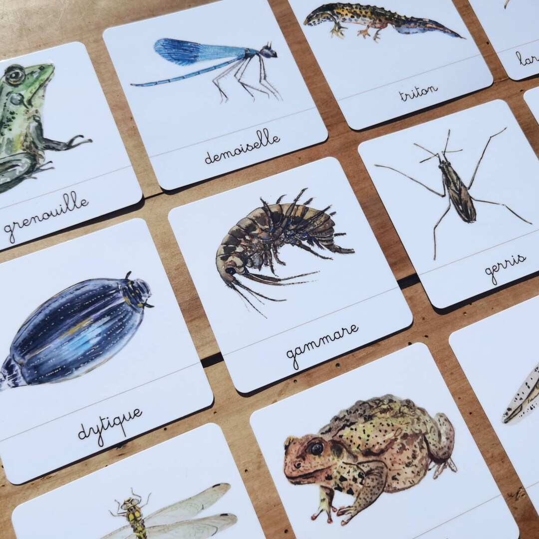 The Animals of the Pond, Linguistic Documents Nomenclature Cards ...