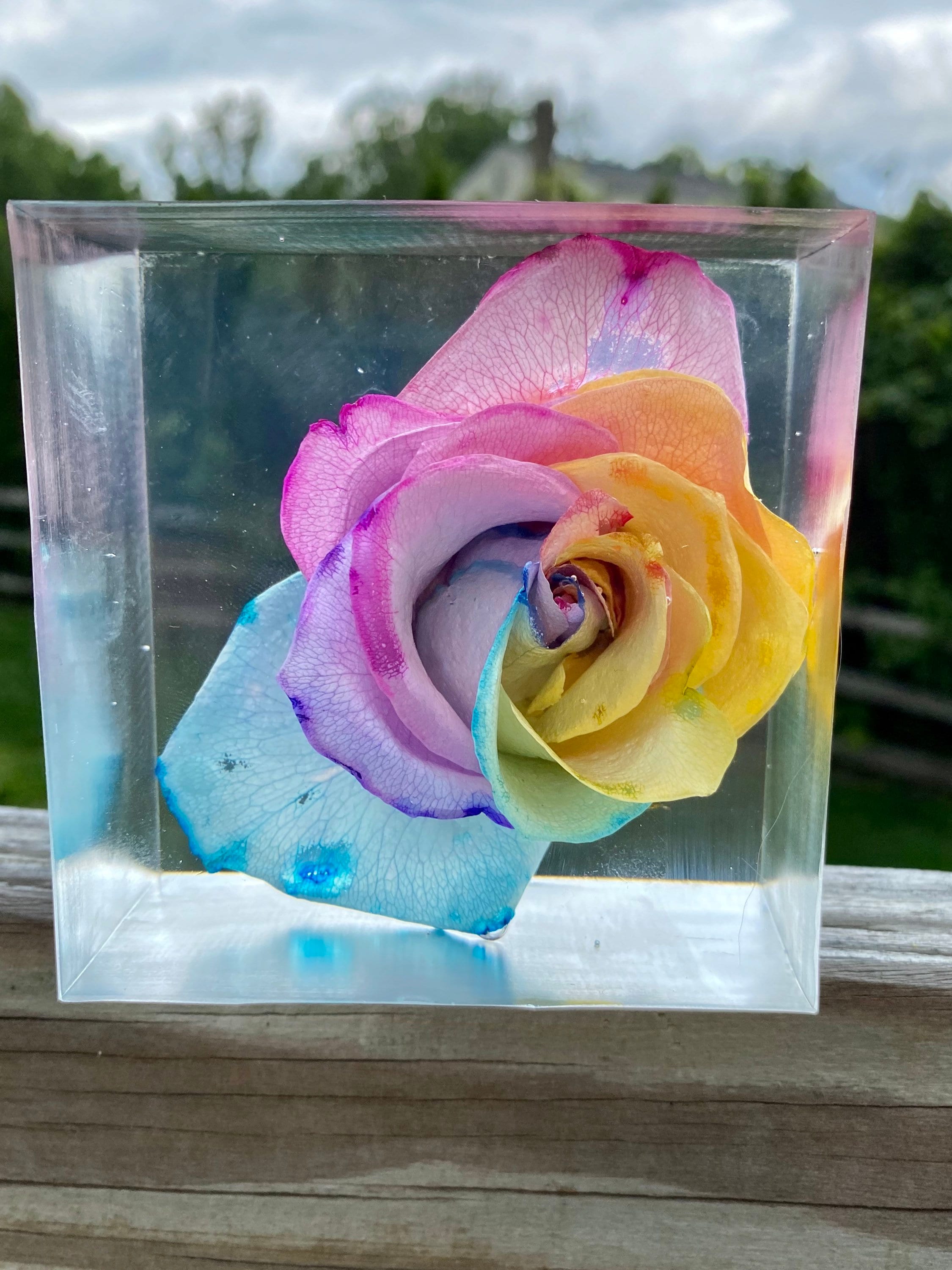 Real Rainbow Rose Garden