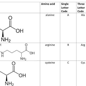 Amino Acids MCAT Cheat Sheet Practice Fillable. - Etsy Israel