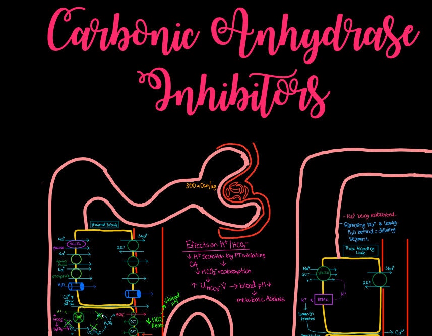Diuretics (carbonic Anhydrase Inhibitors, Loop Diuretics, Thiazide ...