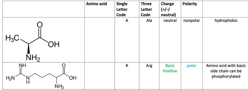 Amino Acids MCAT Cheat Sheet Practice Fillable. - Etsy Australia