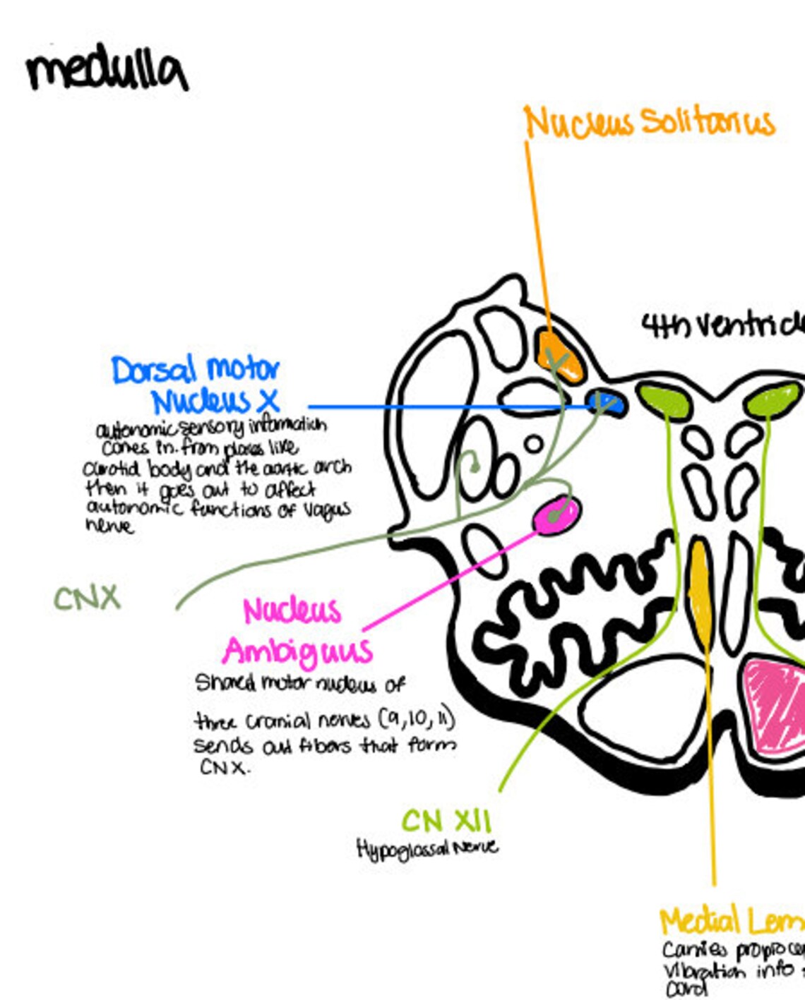 Localizing Lesions (midbrain, Pons, Medulla) - Etsy