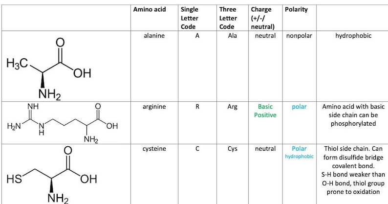 Amino Acids MCAT Cheat Sheet Practice Fillable. - Etsy Australia