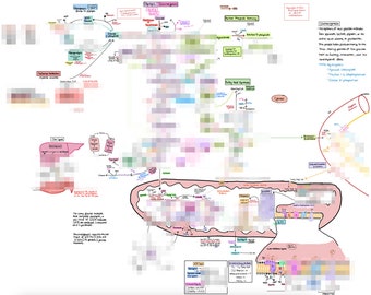 MCAT Metabolism Pathways PDF - Etsy