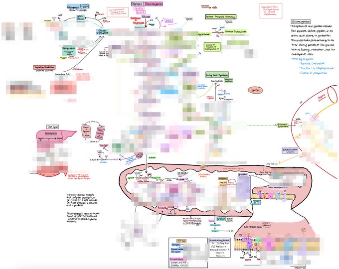 MCAT Comprehensive Biochemistry Metabolic Pathway Study Guide - Etsy Canada