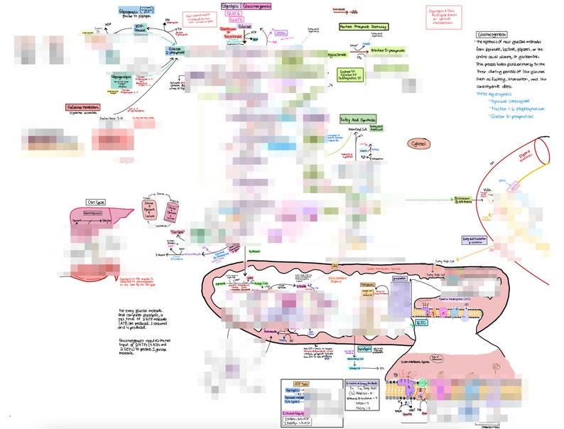 MCAT Metabolism - Etsy