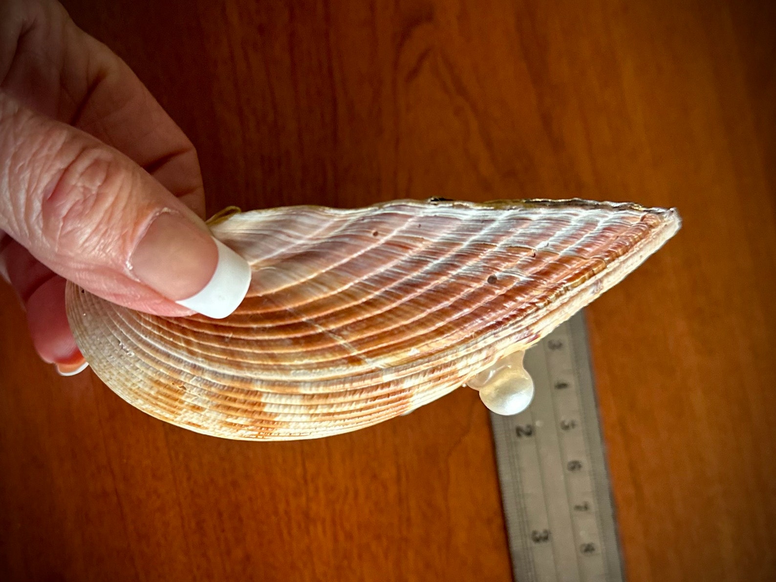 Seashell Trinket Tray Made With a Florida Cockle Shell and Decoupage ...