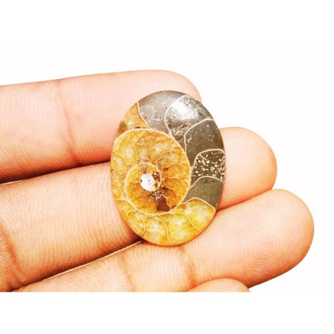 Natural Ammonite Conch Fossil With Quartz | Rare Crystal Fossil Stone ...