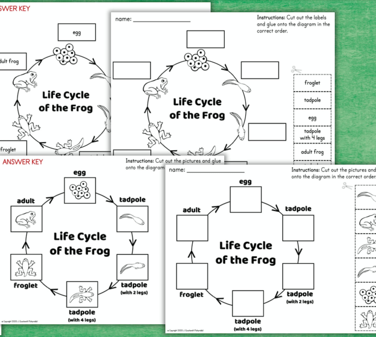 Frog Life Cycle Printable Science Worksheets Posters - Etsy