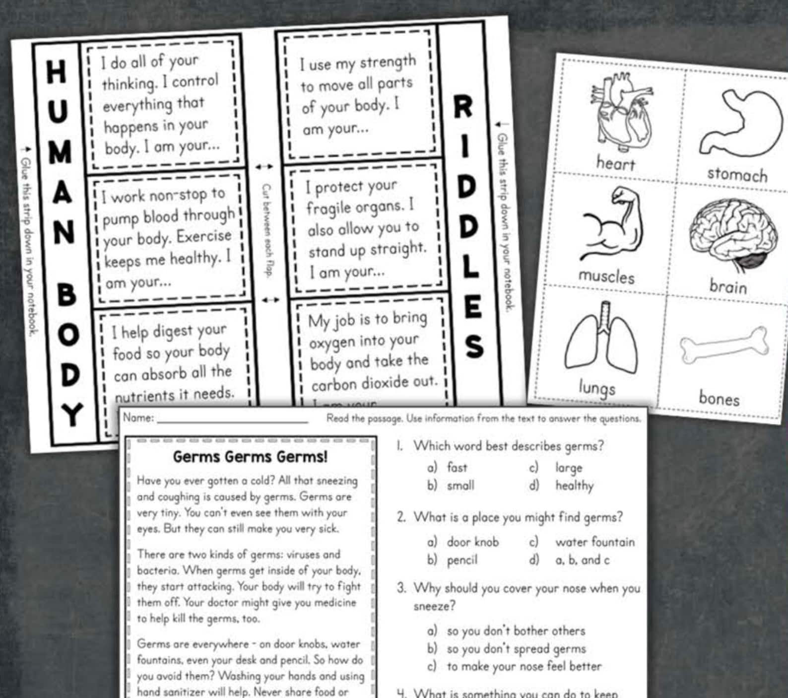 Human Body Systems and Organs for Primary Grades Science Posters ...