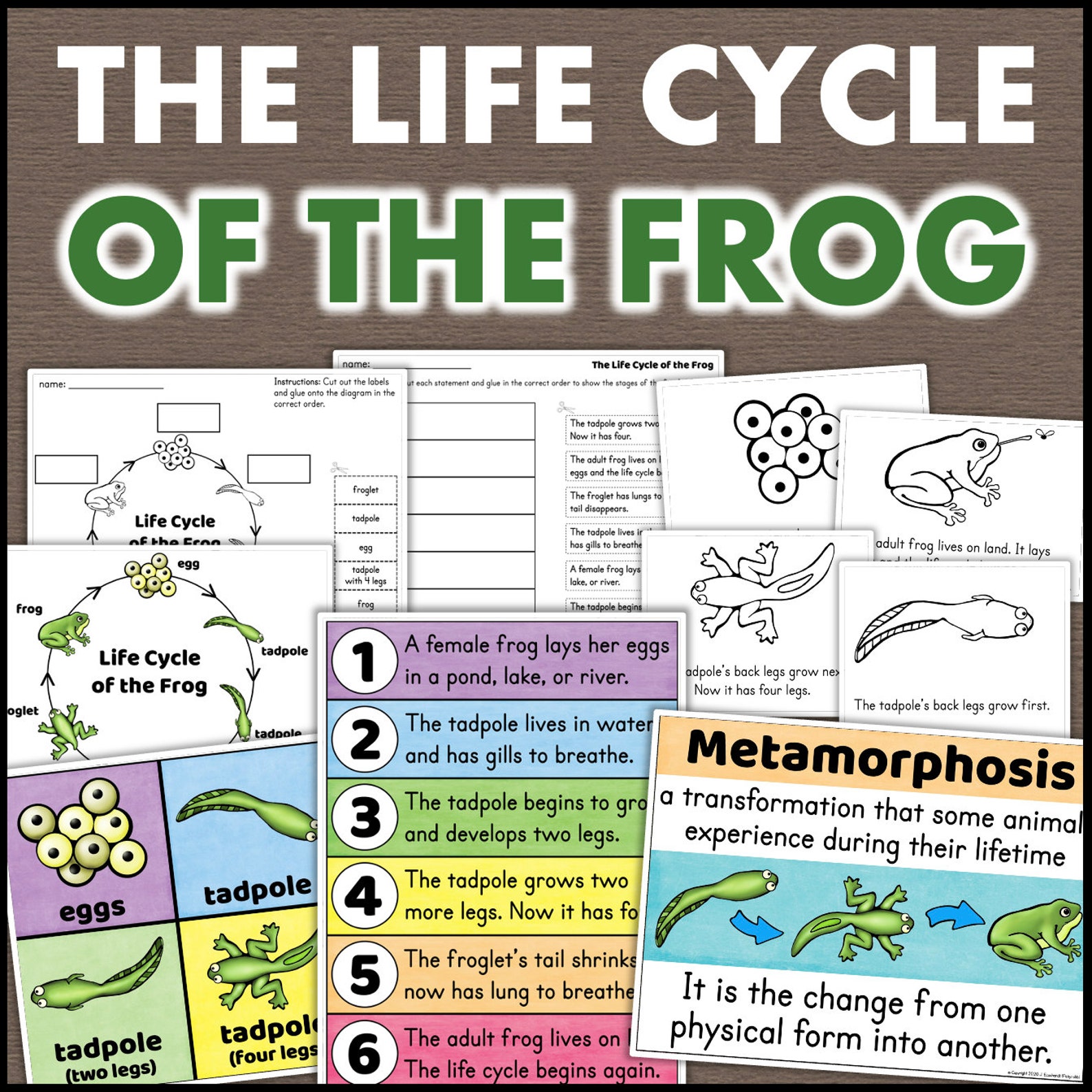 Frog Life Cycle Printable Science Worksheets Posters Activities ...