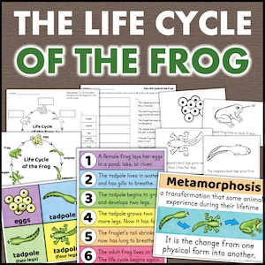 Frog Life Cycle Printable Science Worksheets Posters Activities ...