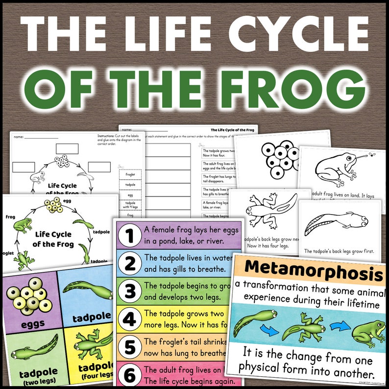 Frog Life Cycle Printable Science Worksheets Posters Activities ...