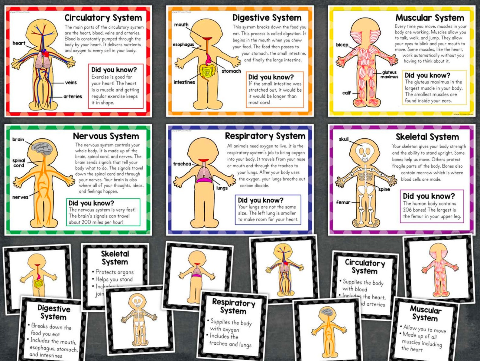 Human Body Systems and Organs for Primary Grades Science Posters ...