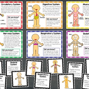 Human Body Systems and Organs for Primary Grades Science Posters ...