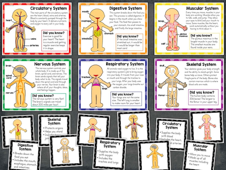 Human Body Systems and Organs for Primary Grades Science - Etsy