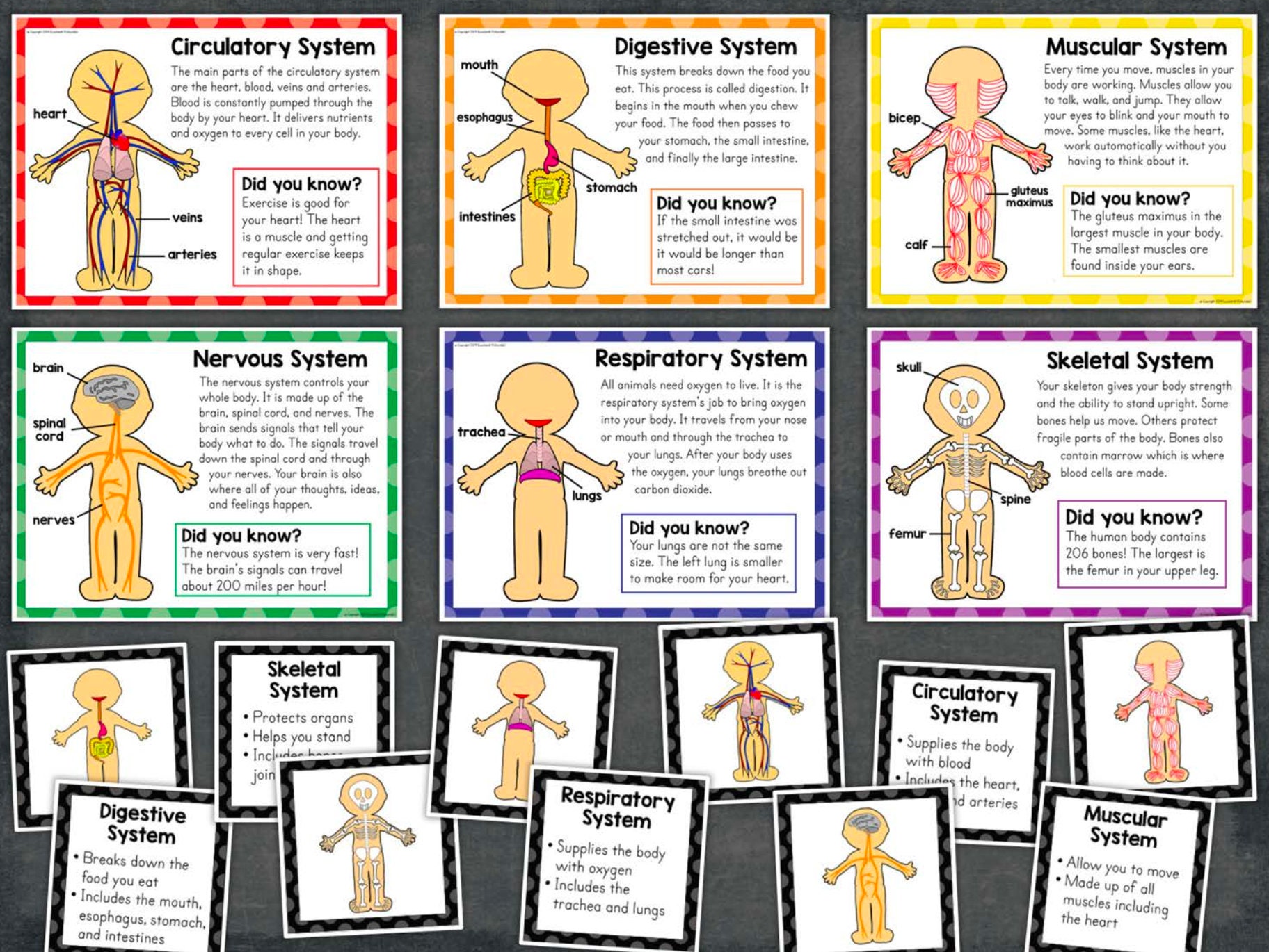 Human Body Systems and Organs for Primary Grades Science - Etsy