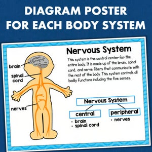 Human Body Systems 3rd 4th 5th Grade Science Posters & Worksheets ...