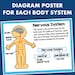Human Body Systems 3rd 4th 5th Grade Science Posters & Worksheets ...