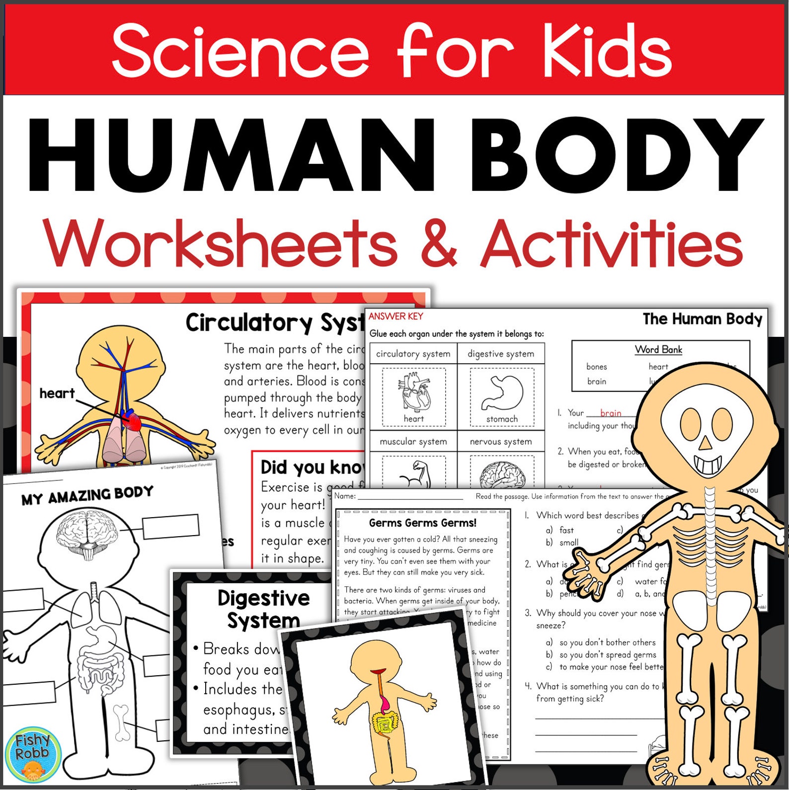 Human Body Systems and Organs for Primary Grades Science Posters ...
