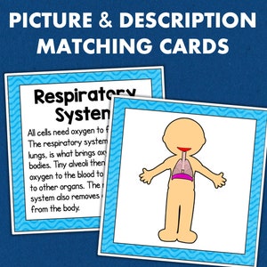 Human Body Systems 3rd 4th 5th Grade Science Posters & Worksheets ...