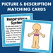 Human Body Systems 3rd 4th 5th Grade Science Posters & Worksheets ...