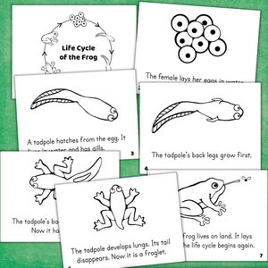 Frog Life Cycle Printable Science Worksheets Posters Activities ...