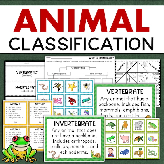 Animal Classification Pyramid
