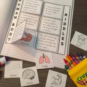 Human Body Systems and Organs for Primary Grades Science Posters ...