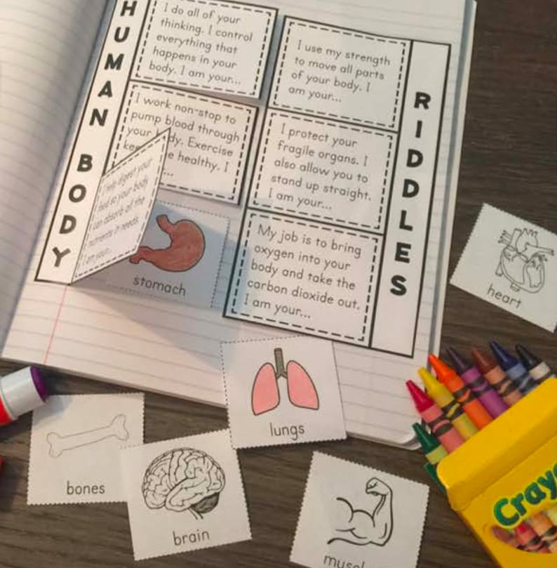 Human Body Systems and Organs for Primary Grades Science - Etsy